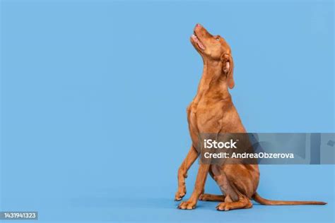 아름다운 헝가리 Vizsla 개 전신 스튜디오 초상화 개가 앉아서 파스텔 블루 배경을 올려다 봅니다 사이드 뷰 개 스튜디오 배경
