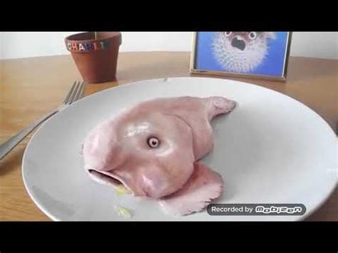 Homem Que Come Tudo Ele Comeu Peixe YouTube