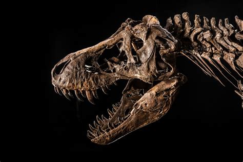 Another T Rex Is Being Auctioned Horrifying Scientists Again Newsweek