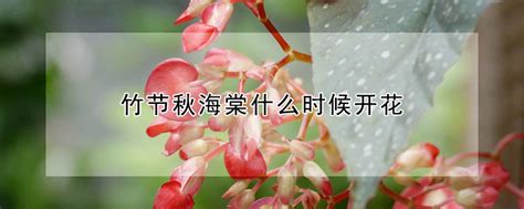 竹节秋海棠什么时候开花 发财农业网