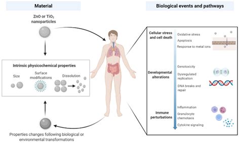 interactions of zno and tio2 nanoparticles with biological systems