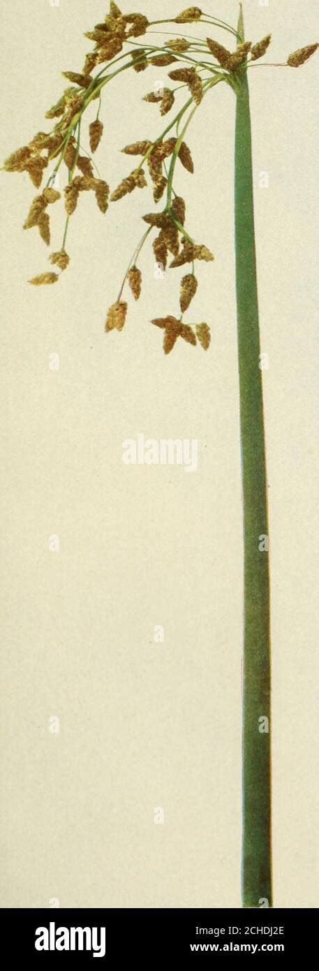 The Book Of Grasses An Illustrated Guide To The Common Grasses And