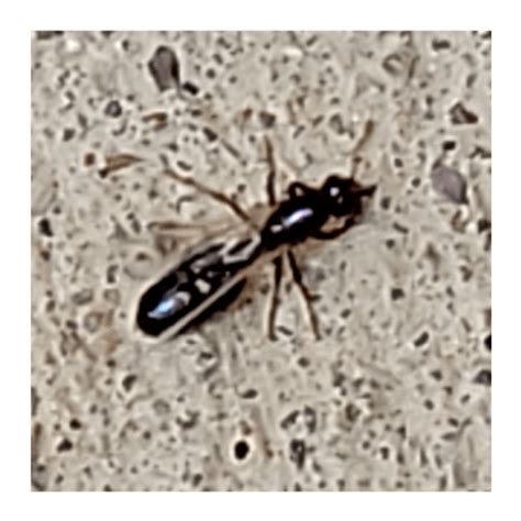 Help Identifying Ants R Ants