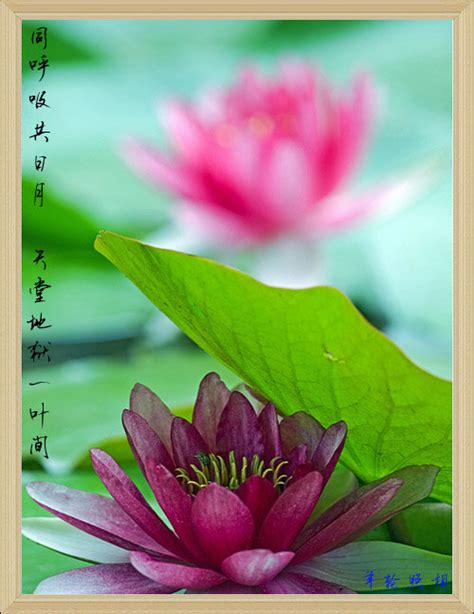 心有千千结什么意思 心有千千结 下句是 随意云
