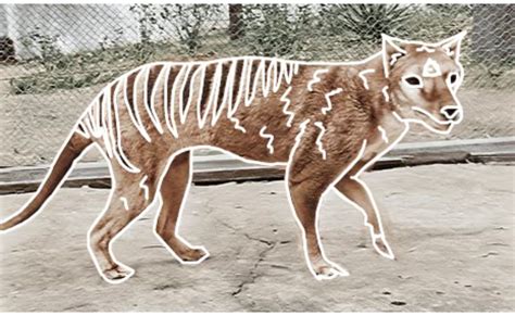 Paleotherian With Thylacine Drawing