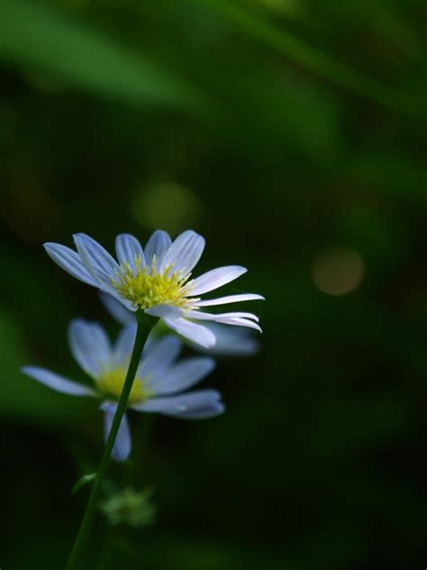 By Kuni Id Photohito