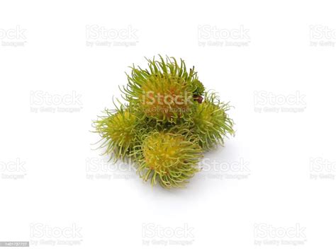 흰색 배경에 고립 된 익지 않은 녹색 람부탄 과일 선택적 초점 0명에 대한 스톡 사진 및 기타 이미지 0명 건강한 생활방식