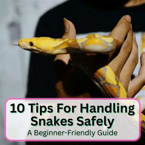 Tips For Handling Snakes Safely A Beginner Friendly Guide