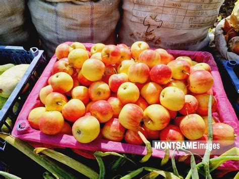 БАЯН ӨЛГИЙ Хөдөө аж ахуйн бүтээгдэхүүний үзэсгэлэн худалдаа болж байна