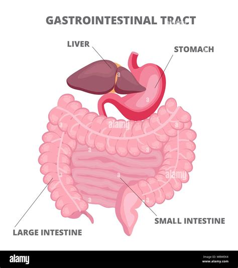 Appareil Gastro Intestinal Banque Dimages Vectorielles Alamy