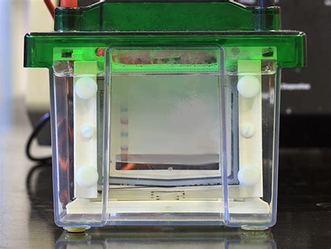 Western Blotting Guide Part 1 Introduction And Sample