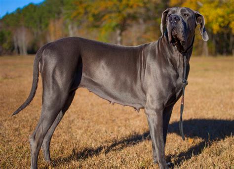 大型犬种大全及图片 中犬种大全 大型犬图片带名字 大山谷图库