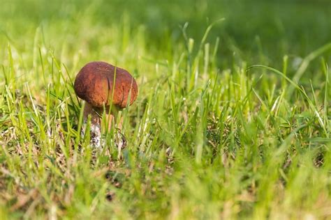 Free Picture Mushroom Grass Plant Meadow Flora Green
