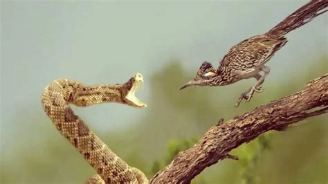 What Do Roadrunners Eat [diet And Facts]