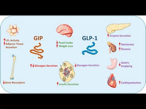 Tirzepatide S Unique Mechanism Of Action GIP GLP 1 Dual Agonist
