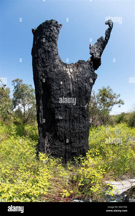Tree Trunks In Australian Bush Stock Photo Alamy