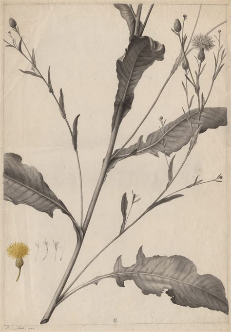 Pierre Joseph Redouté A Master Of Flowers Paris Diary By Laure