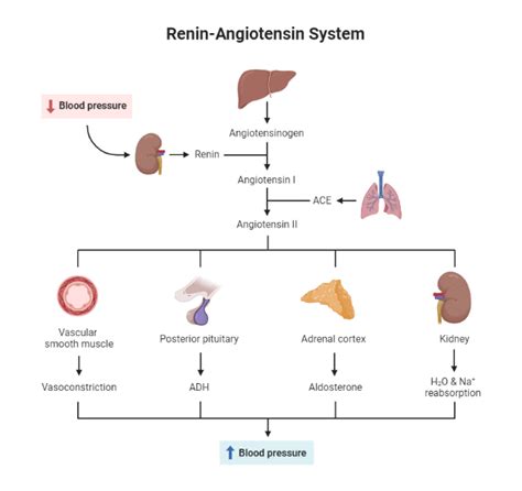 Aldosterone
