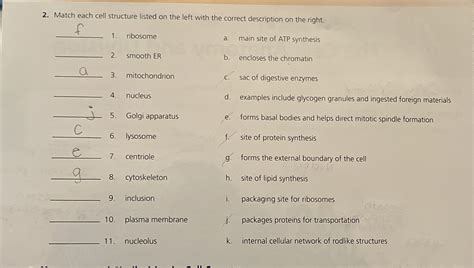 Solved Match Each Cell Structure Listed On The Left With The Chegg Com