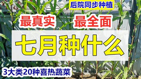 七月夏天种什么菜？从种子种还来得及吗？绿叶菜还能种吗？看看我都种了什么不怕热喜热的夏日菜 Youtube