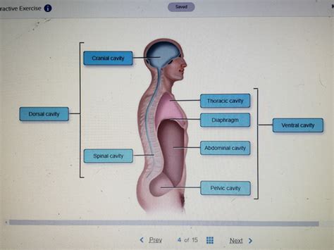 Chapter Introduction To Diagnostic Coding Flashcards Quizlet