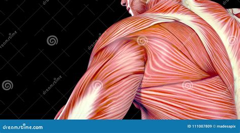 Ilustração Humana Da Anatomia Do Corpo Masculino De Movimentar se