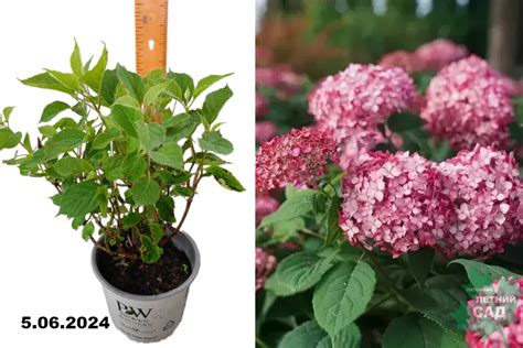 Гортензия древовидная Руби Аннабель (Hydrangea arborescens Ruby ...