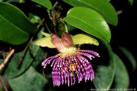 Passiflora Laurifolia The Italian Collection Of Maurizio Vecchia