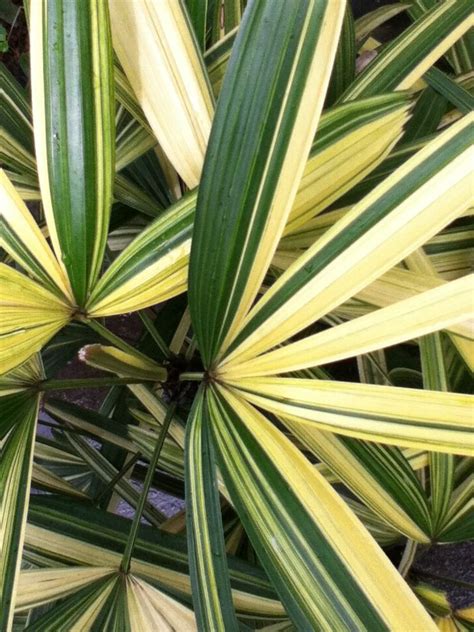 Rhapis Excelsa Variegata Variegated Plants Planting Flowers