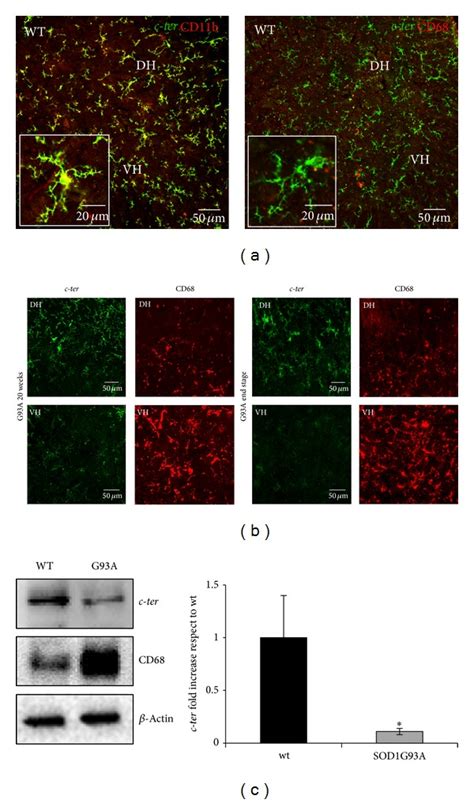 P2y 12 Receptor Mouse Rat Anaspec Bioz