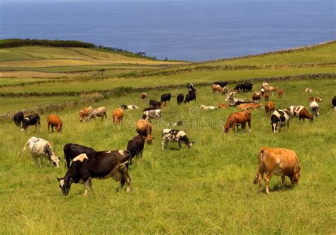 Pastando Vacas Em Um Prado Paisagem Verde Em Açores Portugal Foto De