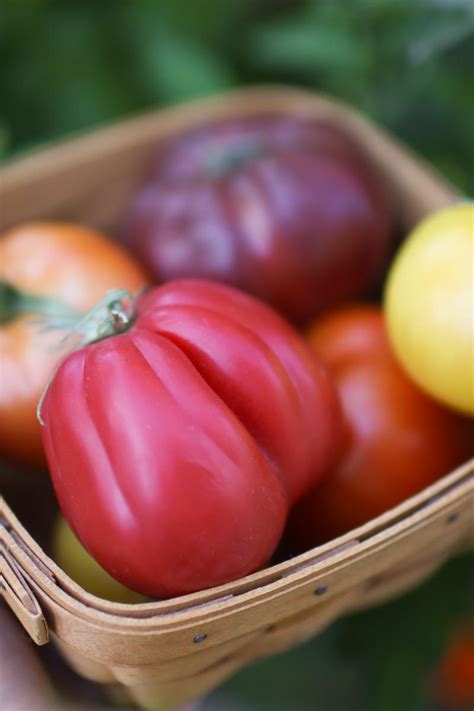 Grow Your Own Salsa How To Grow A Salsa Garden Sprig And Spoon