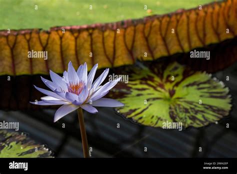 Waterlily In Kew Gardens Giant Waterlily House Royal Botanic Gardens