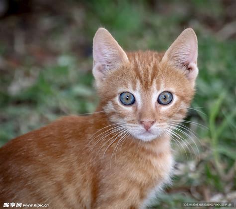 猫摄影图 家禽家畜 生物世界 摄影图库 昵图网