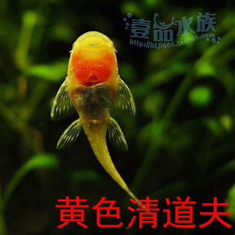 一品水族 热带鱼 黄色清道夫 漂亮的垃圾鱼 黄色垃圾鱼 工具鱼 开心小宝贝馆