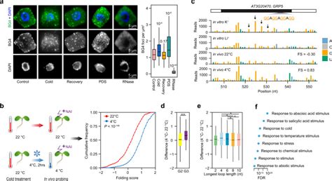 Rna G Quadruplex Structure Contributes To Cold Adaptation In Plants Pmc