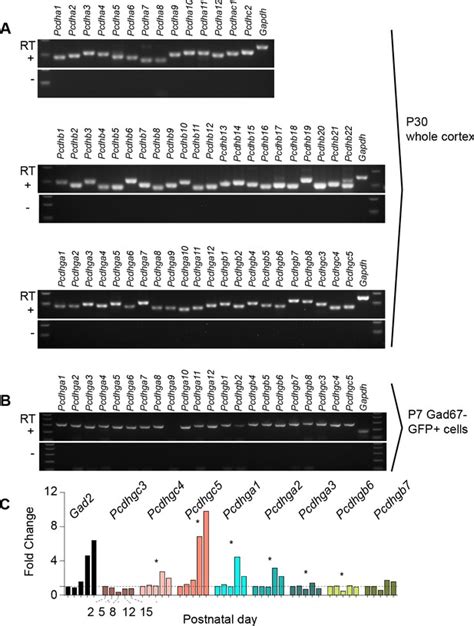 Figures And Data In Clustered Gamma Protocadherins Regulate Cortical