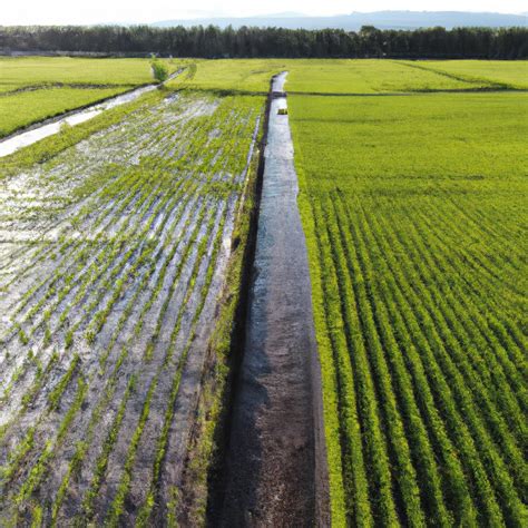 Commercial Agriculture Definition AP Human Geography Understanding Its