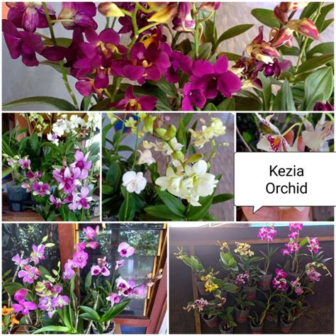 Jual Anggrek Dendrobium Soft Pot Berbunga Shopee Indonesia