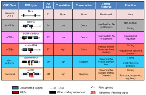 Pervasiveness Of Microprotein Function Amongst Drosophila Small Open