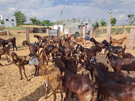 Sirohi Female Goat At ₹ 220kg Ajmer Nagaur Id 2851817979530