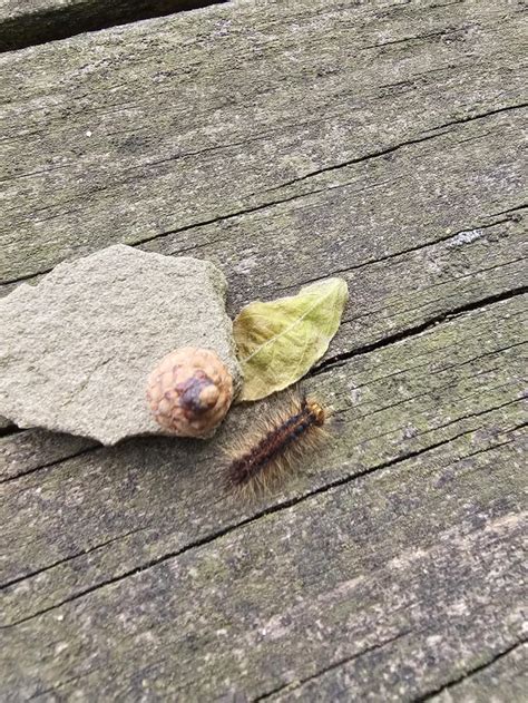 Is This Caterpillar Dead Or Rentomology