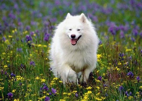 银狐犬和萨摩耶的区别 业百科