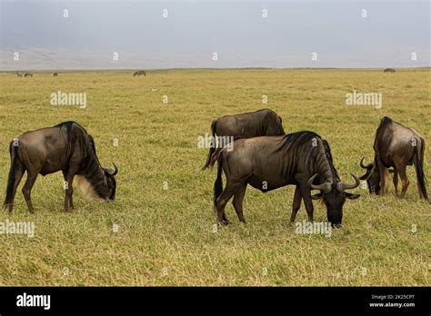 Herd Of Gnu Or Wildebeests Photographed During A Touristic Safari In