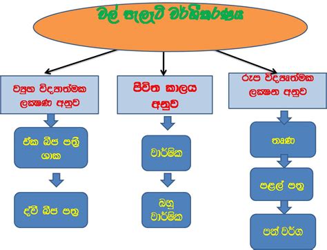 අපි වවමු වල් පැළෑටි වල පන් වර්ග හා පලල් පත්‍ර අරන්