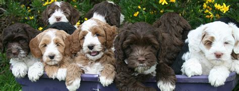 Labradoodle Colors A Complete Guide To Every Labradoodle Shade