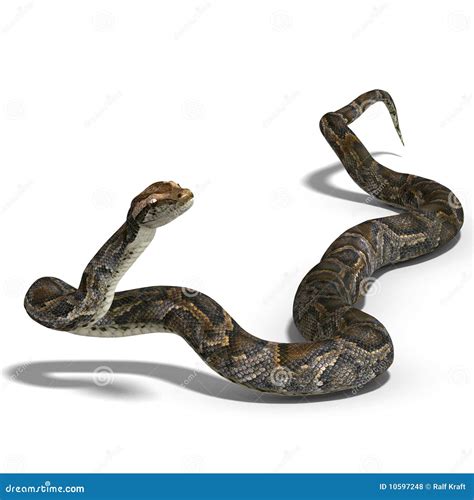 Royal Python Stock Illustration Illustration Of Asia 10597248