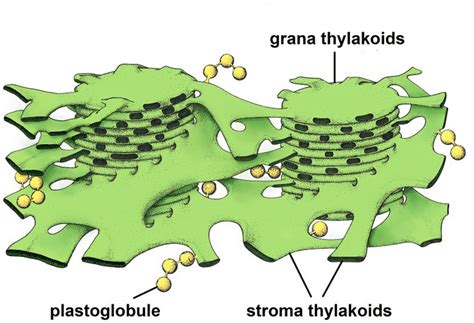 Thylakoid Structure 52 The Light Dependent Reactions Of
