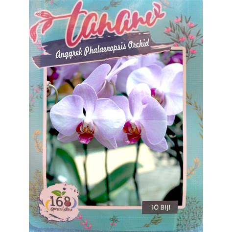 Jual Biji Bunga Anggrek Phalaenopsis Orchid Bonsai Hydroponic Flower