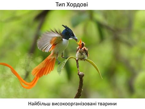 Тип хордові Підтип безчерепні Підтип хребетні презентация онлайн